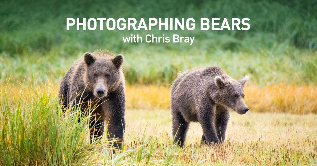 Photographing Bears in Alaska | Panasonic Australia Blog